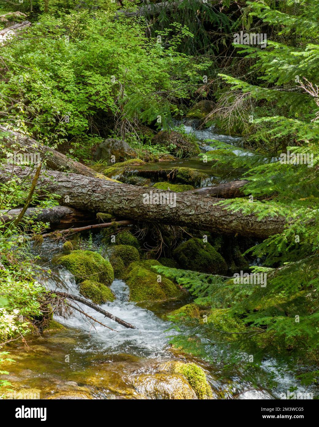Skookum Creek at the Erma Bell trailhead Stock Photo - Alamy