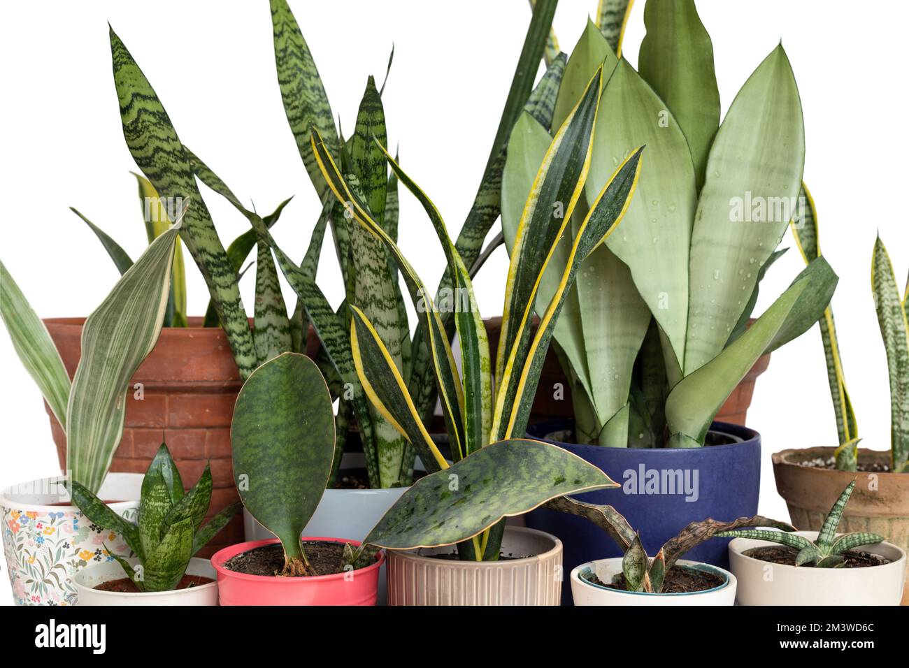Snake plant collection isolated on a white background Stock Photo - Alamy