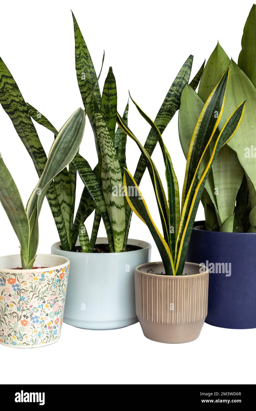 Snake plants isolated on a white background vertical image Stock Photo ...