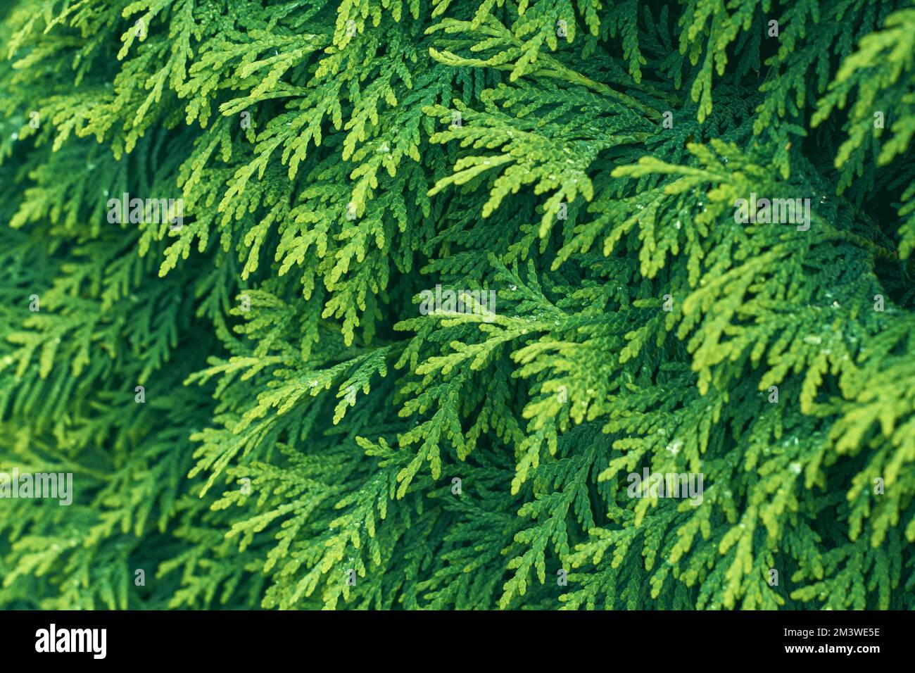 Western thuja green twig. Marsh cedar plant texture background. Thuja ...