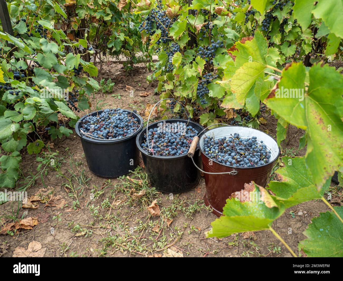 Three buckets full of harvested blueberries in the foliage Stock Photo ...