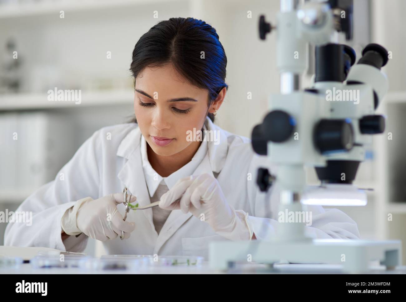 Studying the different compositions of plants. a young scientist ...