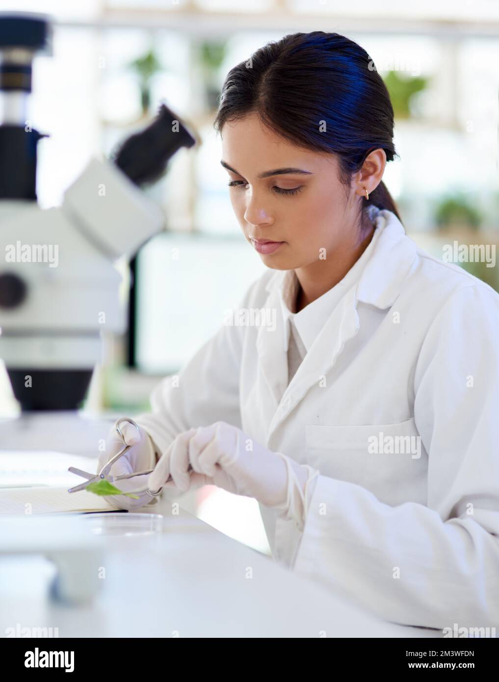 The science of plant life. a young scientist working with plant samples ...