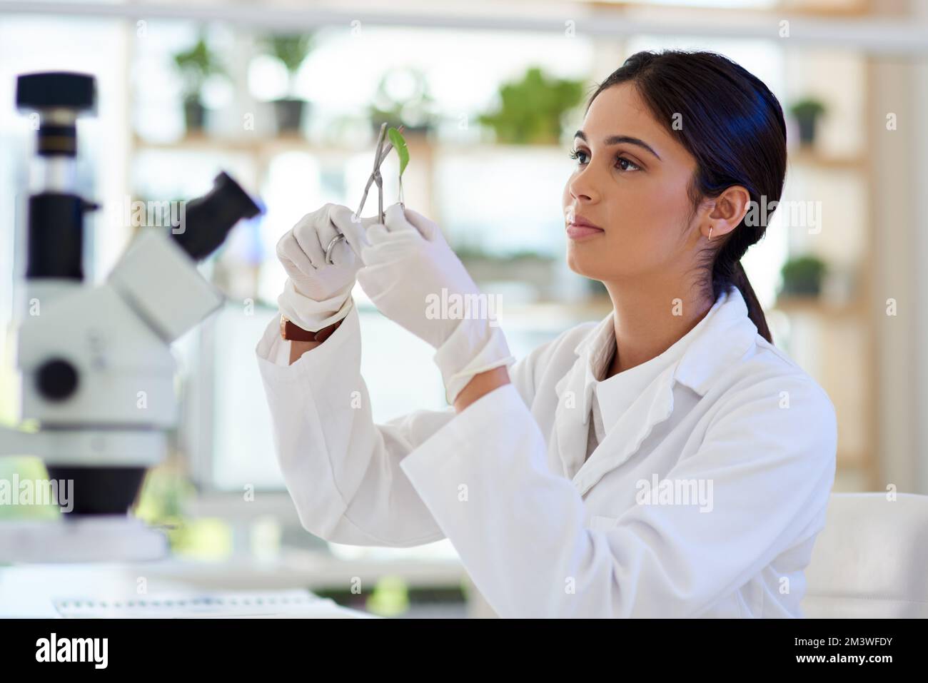 All about botany. a young scientist working with plant samples in a lab ...