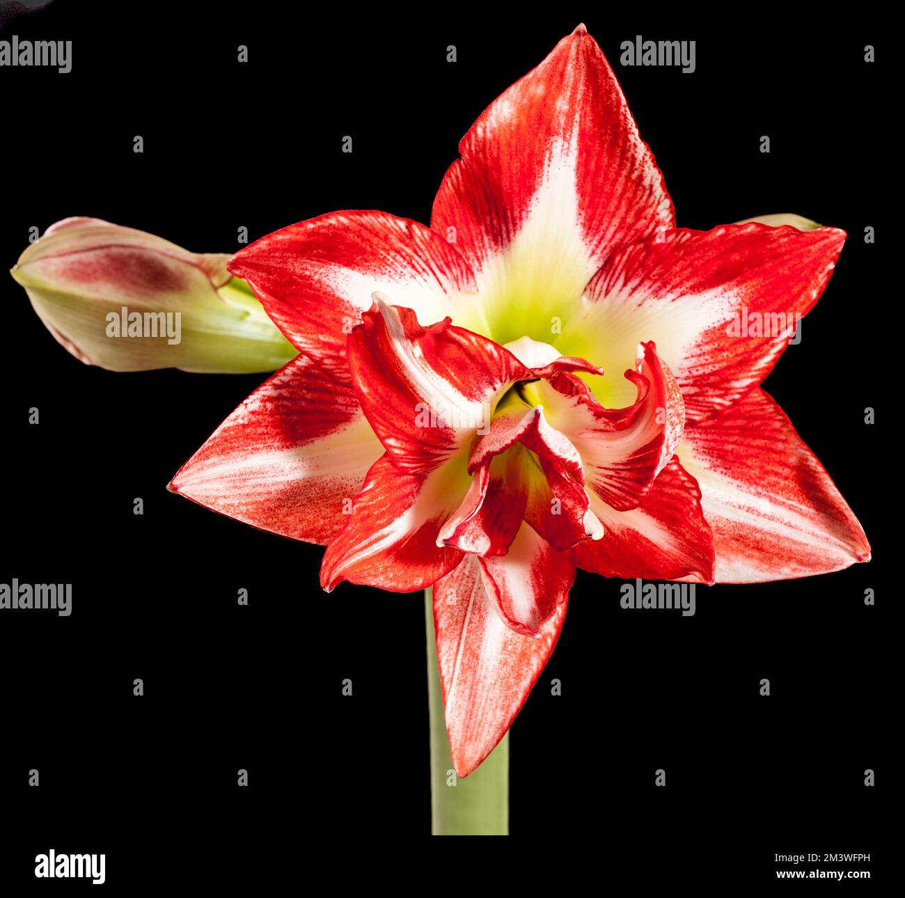 'Pasadena' Hippeastrum, Amaryllis (Hippeastrum x hortorum Stock Photo ...
