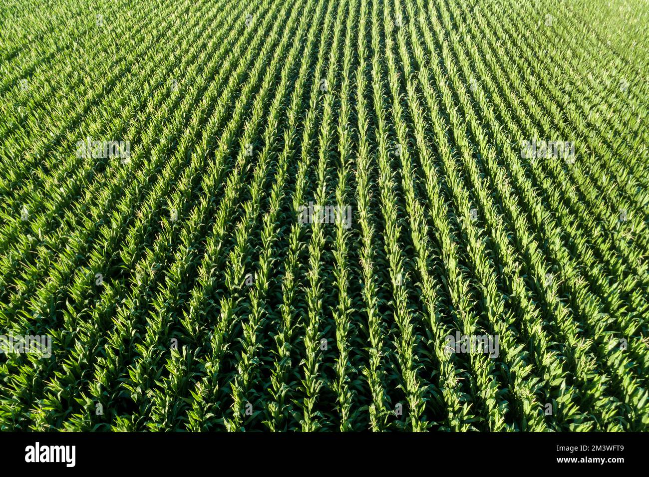 Field cook hi-res stock photography and images - Alamy