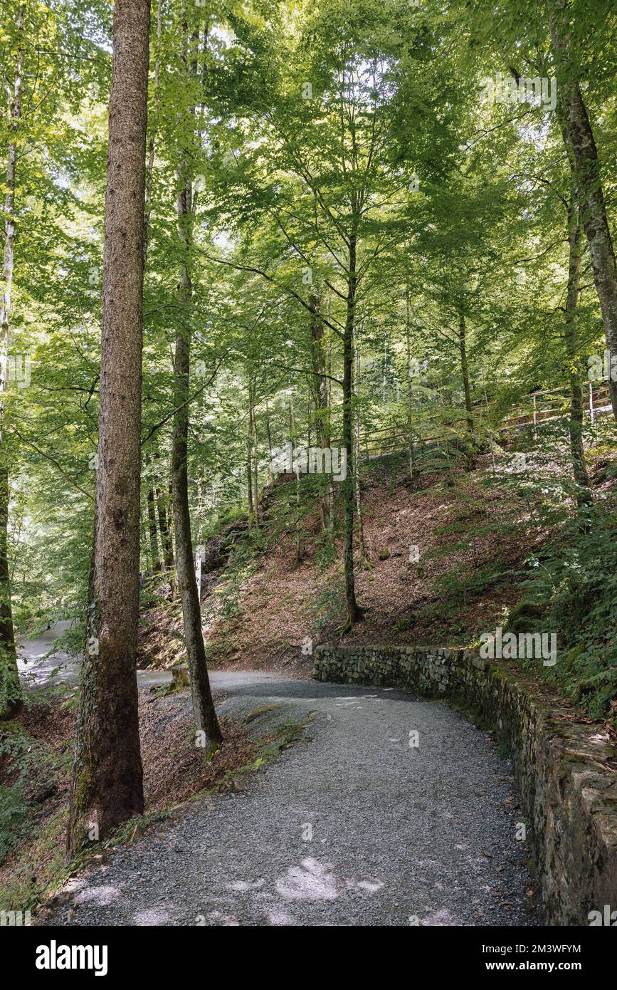Beautiful path in forest hi-res stock photography and images - Alamy
