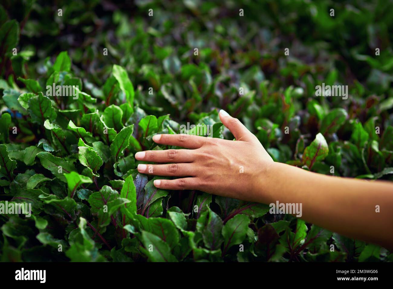 Its almost time for harvesting. an unrecognizable female farmer picking ...