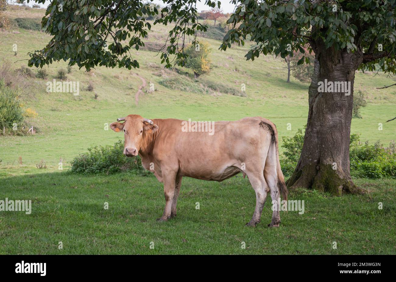 Real details hi-res stock photography and images - Alamy