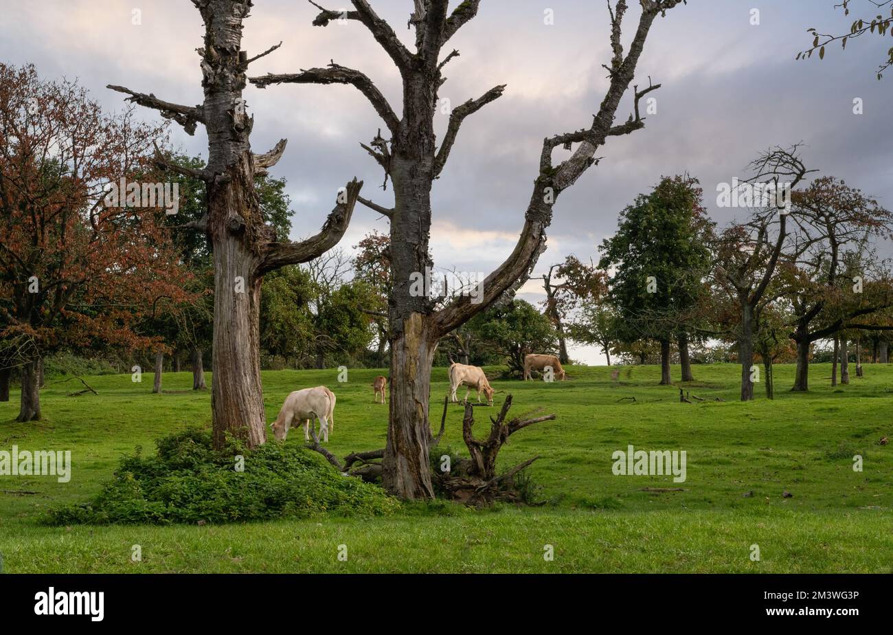 Fallen cow hi-res stock photography and images - Alamy