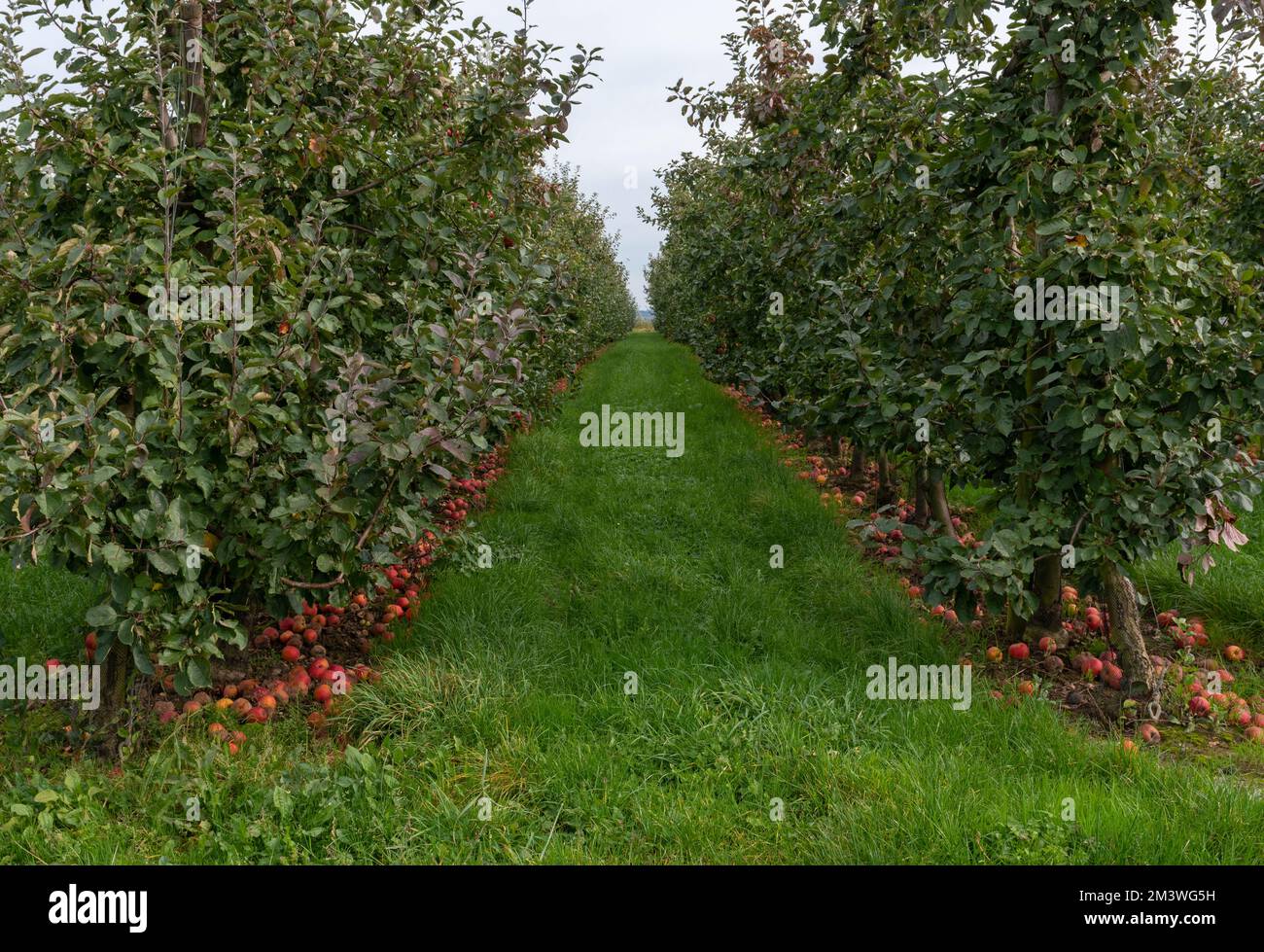 Last apples after harvest on trees in October on apple plantations ...