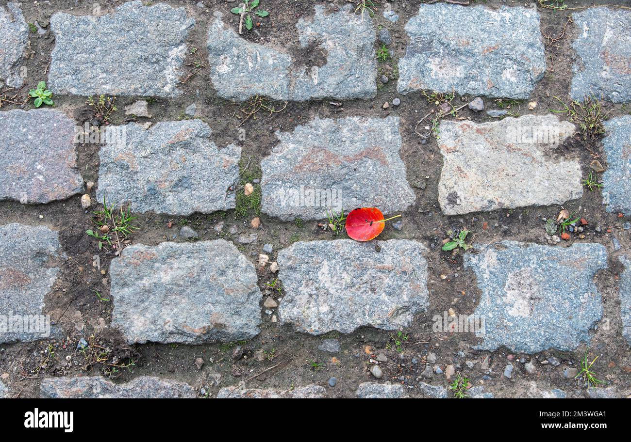 Texture of a walking path with a red leaf from an autumn tree Stock ...