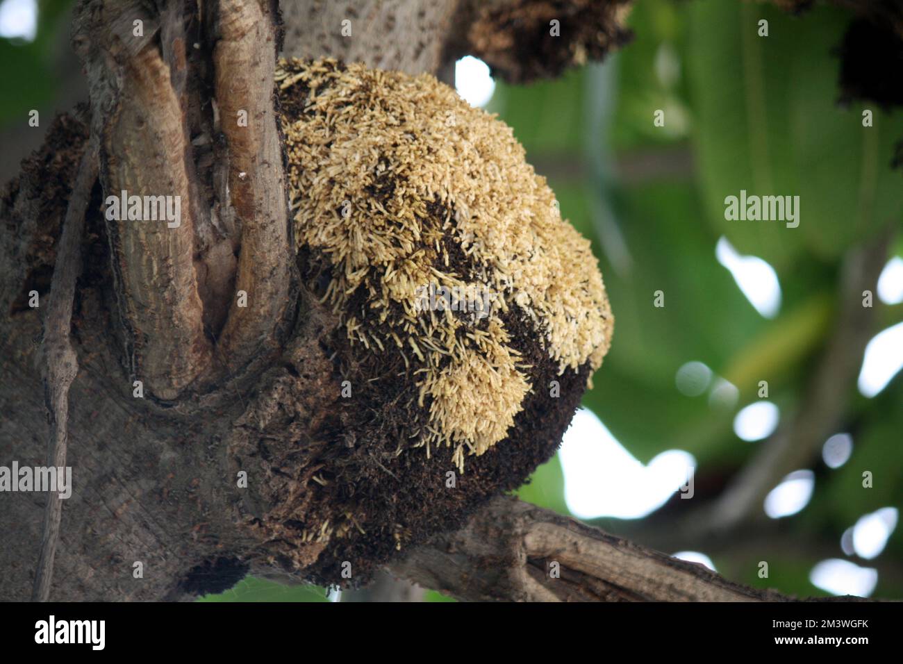 Adventitious or aerial roots on trunk and branches of Plumeria tree ...