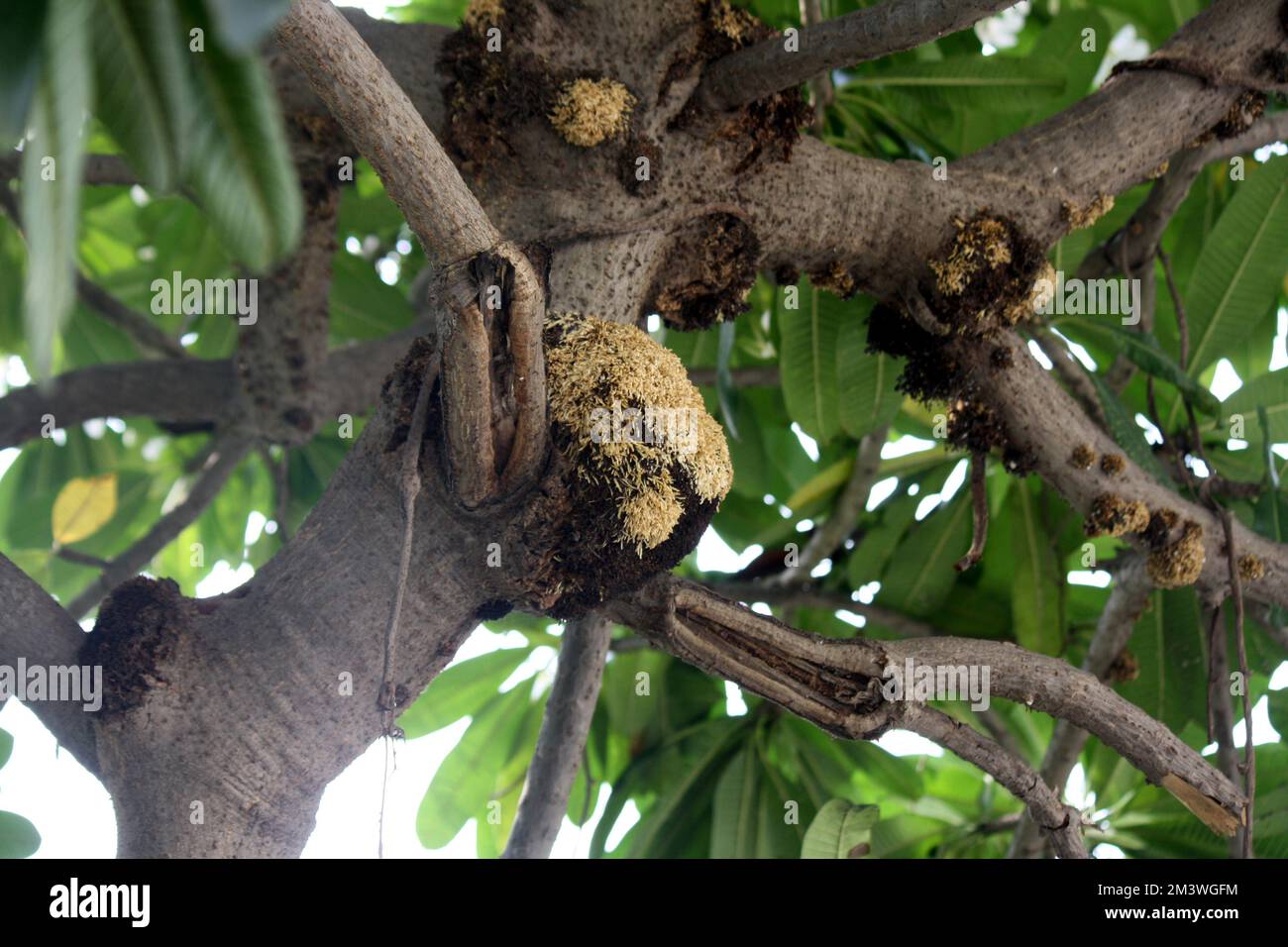 Cluster of jain temples hi-res stock photography and images - Alamy