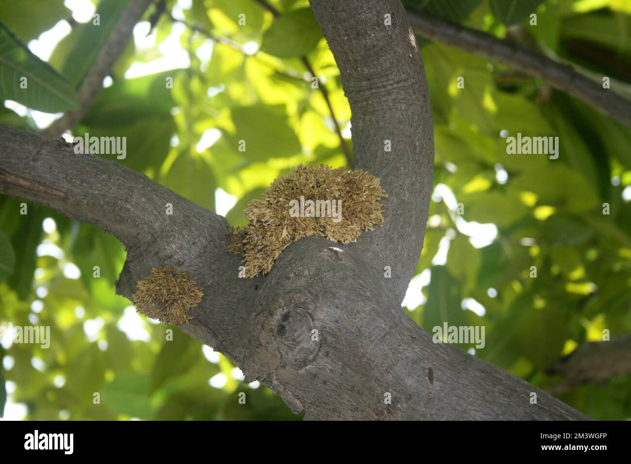 Adventitious or aerial roots on trunk and branches of Plumeria tree ...