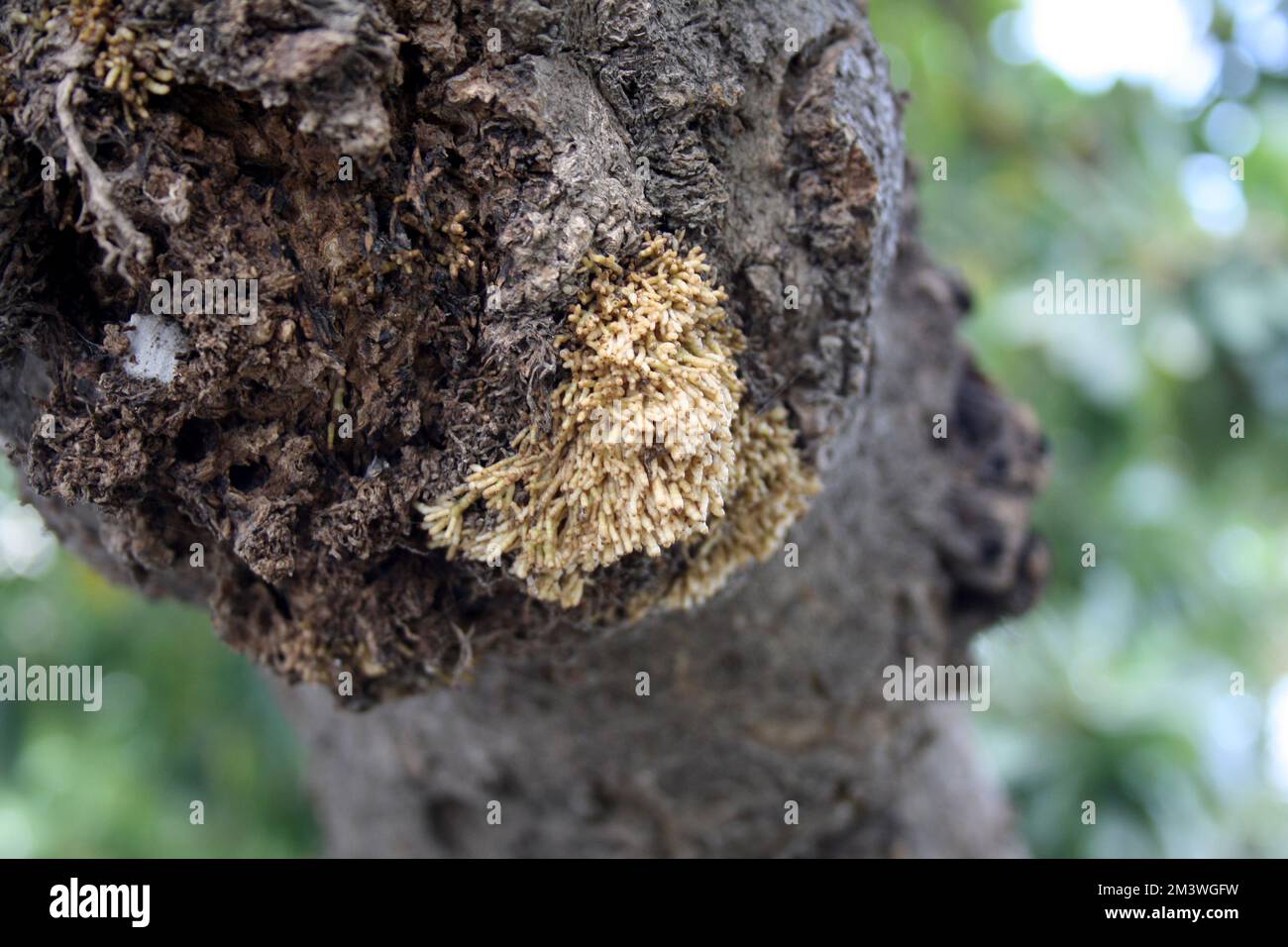 Adventitious or aerial roots on trunk and branches of Plumeria tree ...