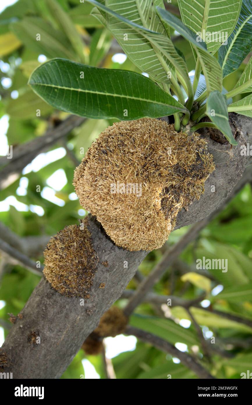 Adventitious or aerial roots on trunk and branches of Plumeria tree ...