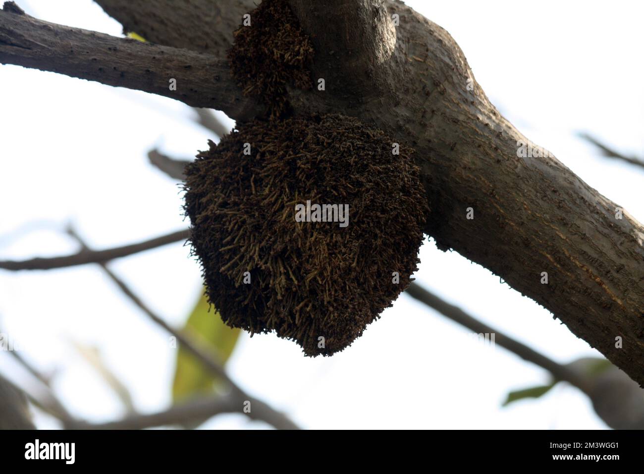Adventitious or aerial roots on trunk and branches of Plumeria tree ...