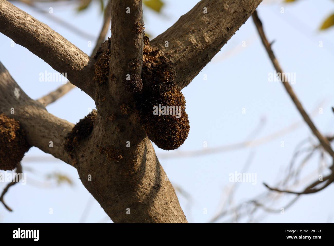 Cluster of jain temples hi-res stock photography and images - Alamy