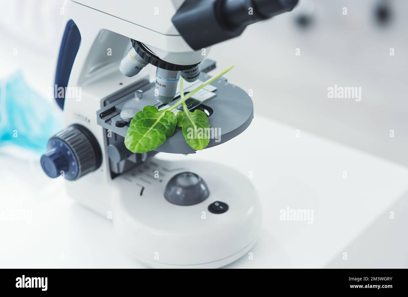 Seeing beyond the green. Still life shot of leaf samples placed on a ...