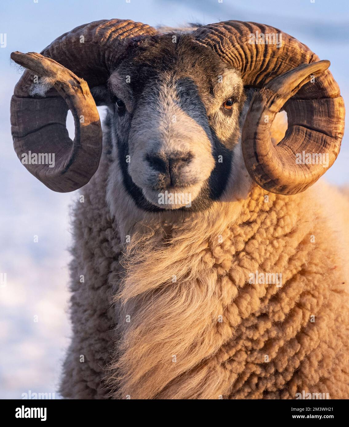 Lauder, UK. 16th Dec, 2022. 16th December 2022. Lauder Moor, Scottish ...