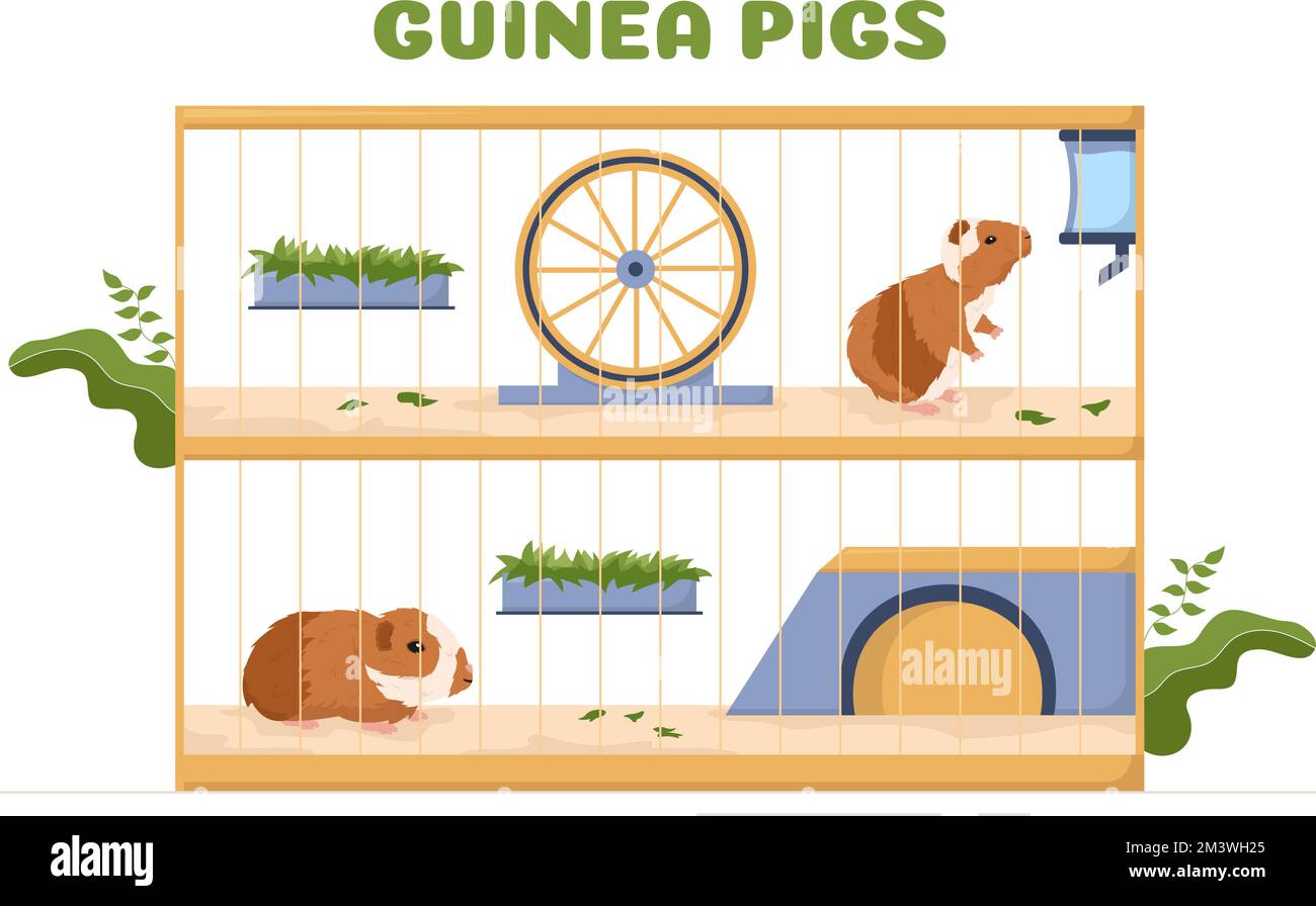 Guinea pig breeds hi-res stock photography and images - Alamy
