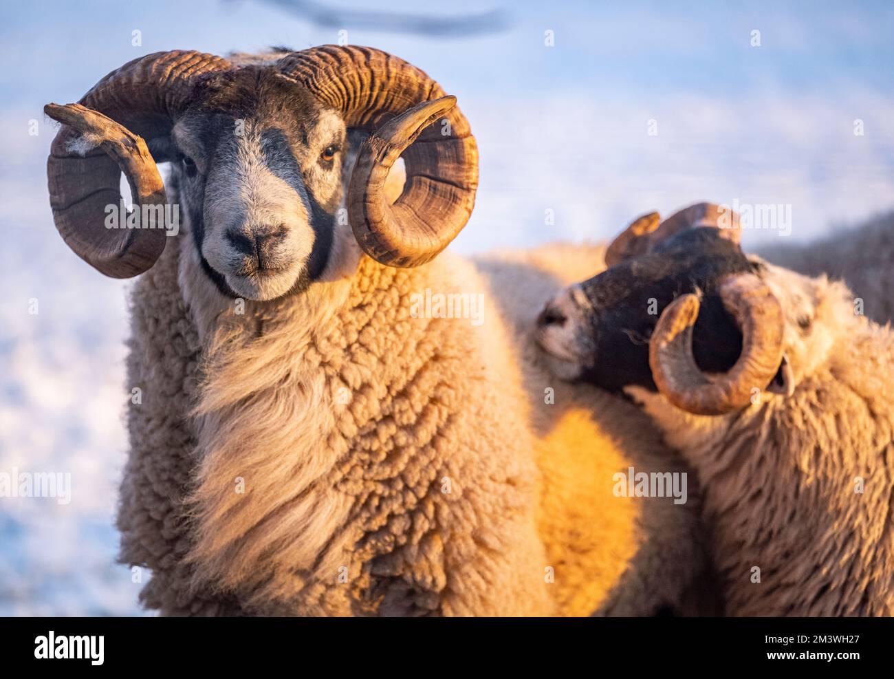 Curly horns hi-res stock photography and images - Alamy