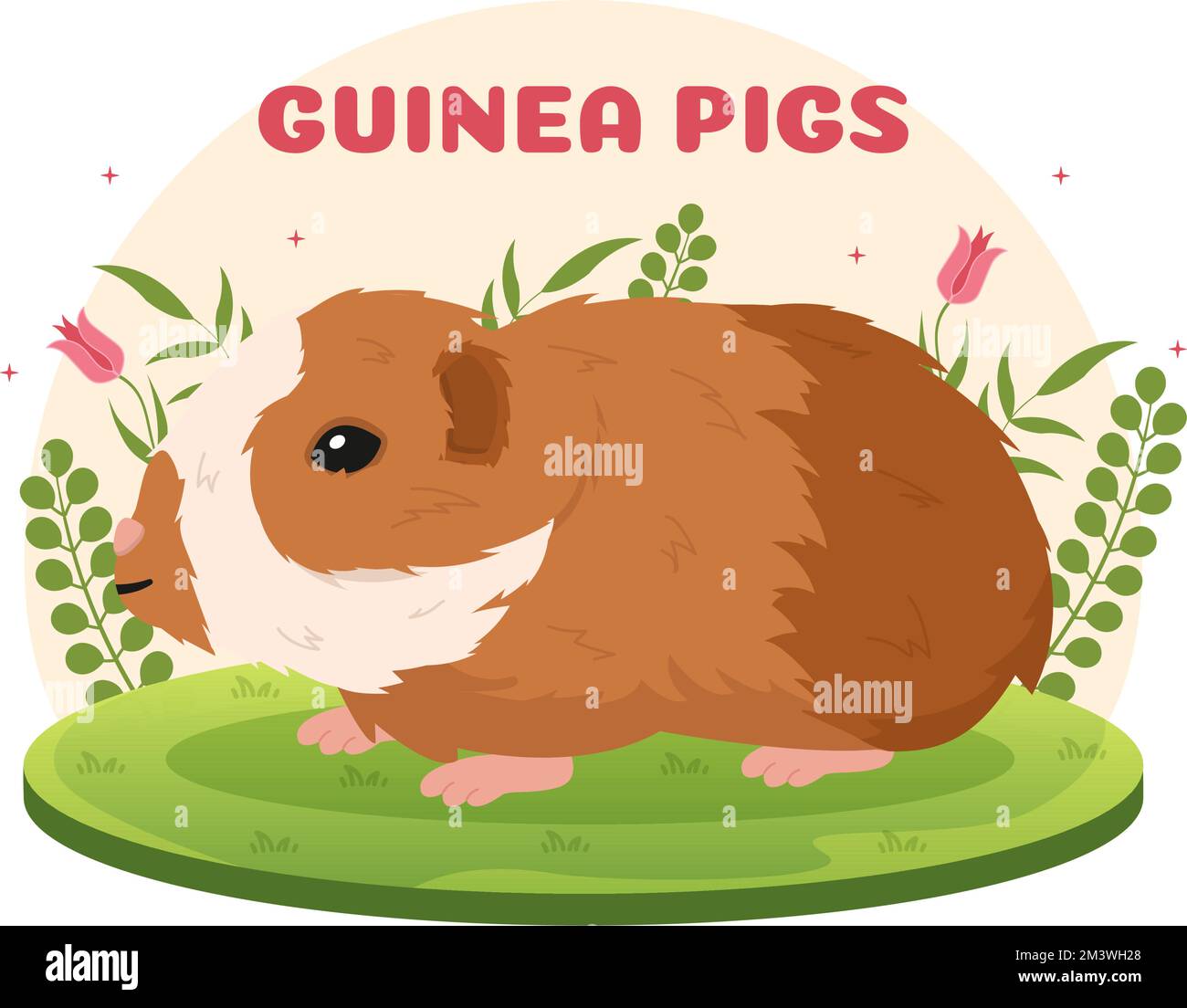 Baby guinea pig in Stock Vector Images - Alamy