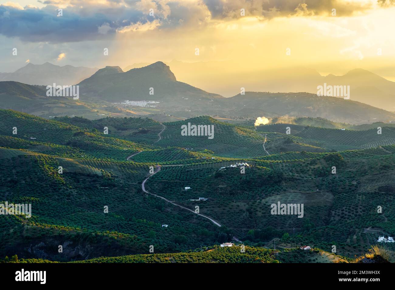 Spectacular sunset over the fields full of olive trees in the mountain ...