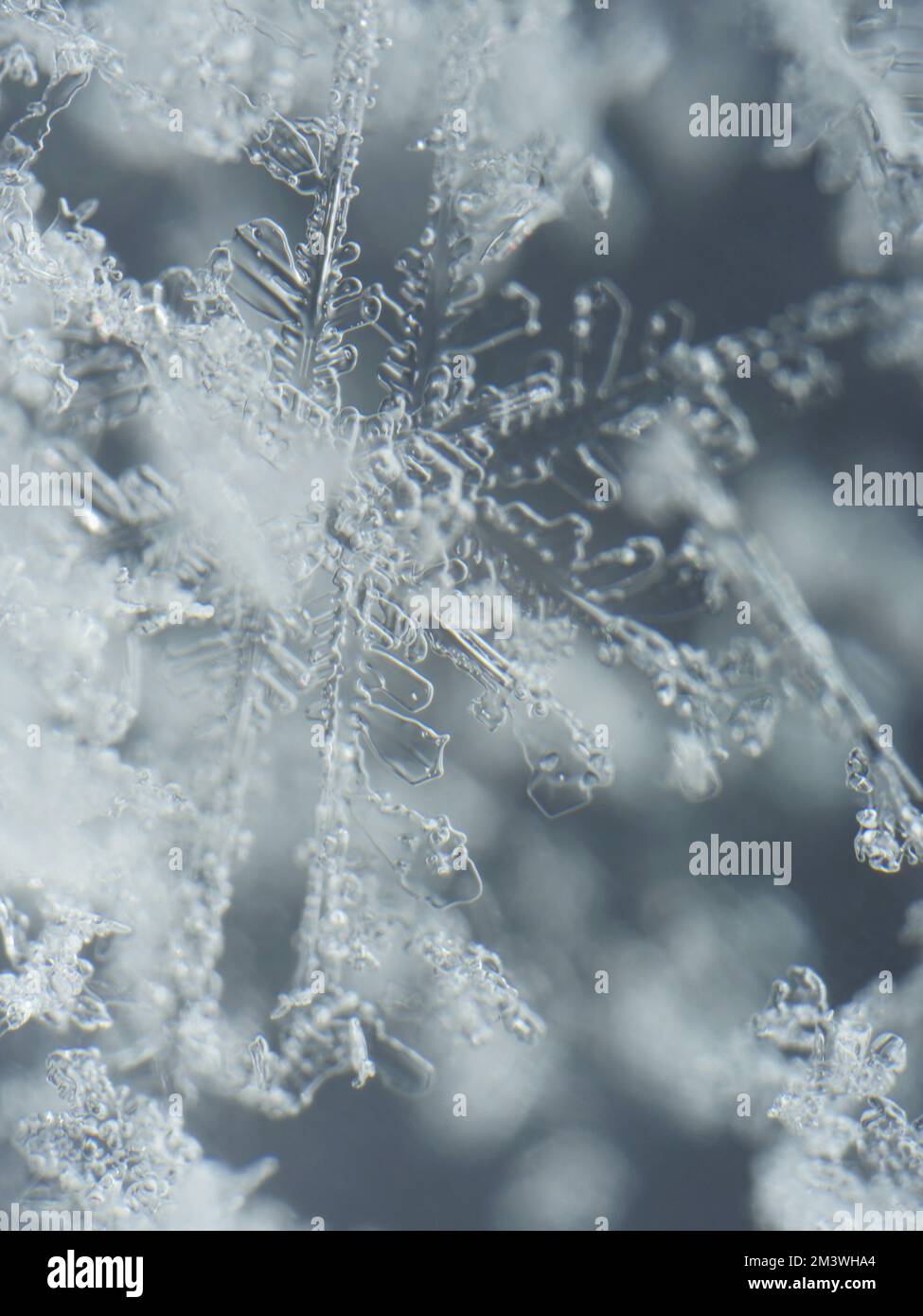 snowflakes extreme close-up of real crystal snowflake Stock Photo - Alamy