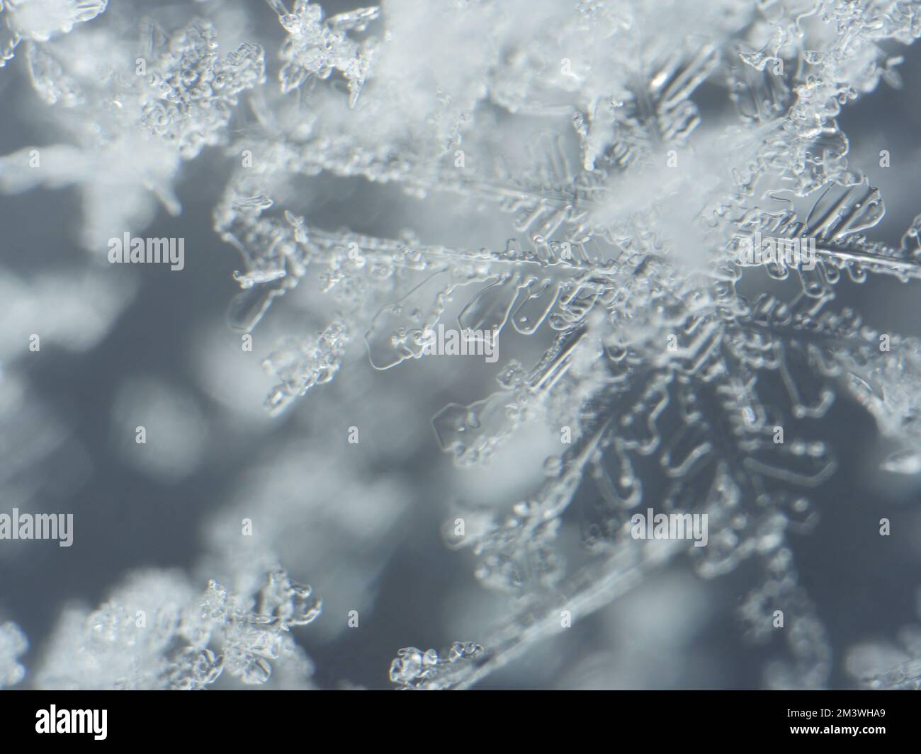 snowflakes extreme close-up of real crystal snowflake Stock Photo - Alamy