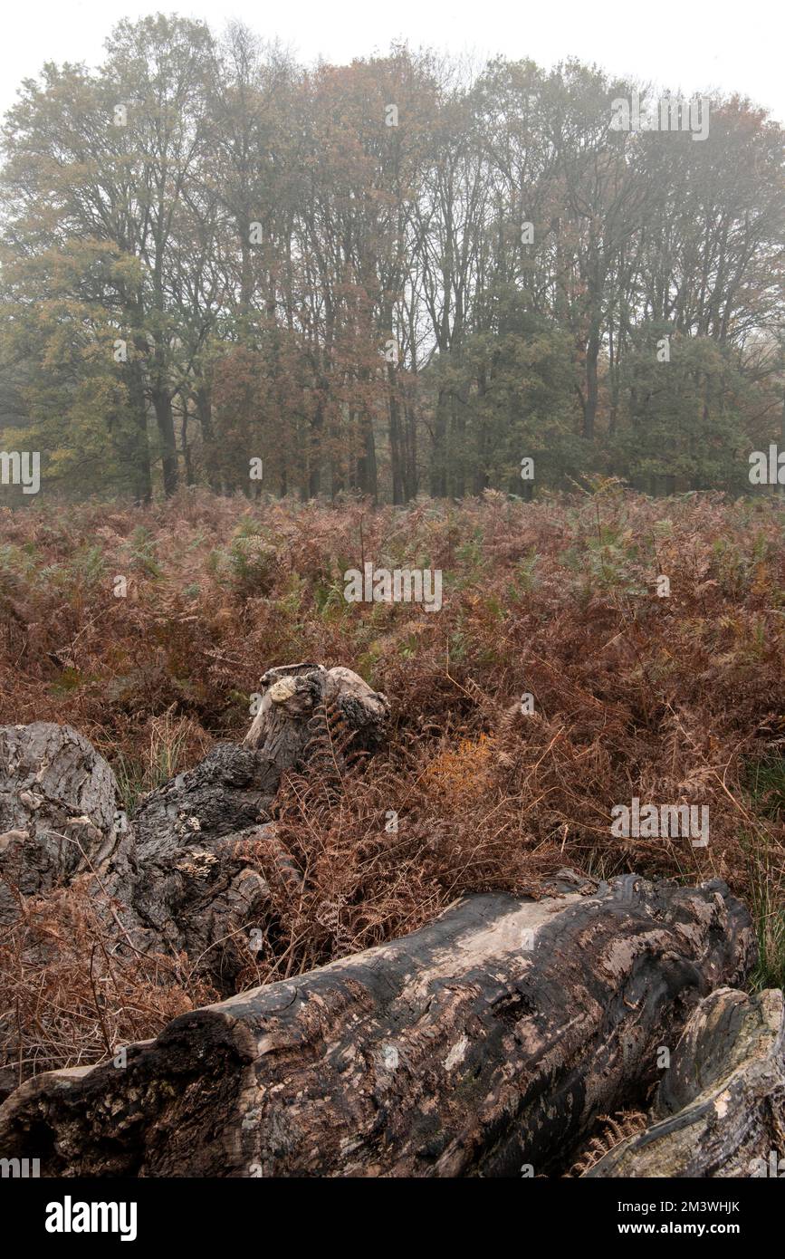 Atmospheric feel hi-res stock photography and images - Alamy