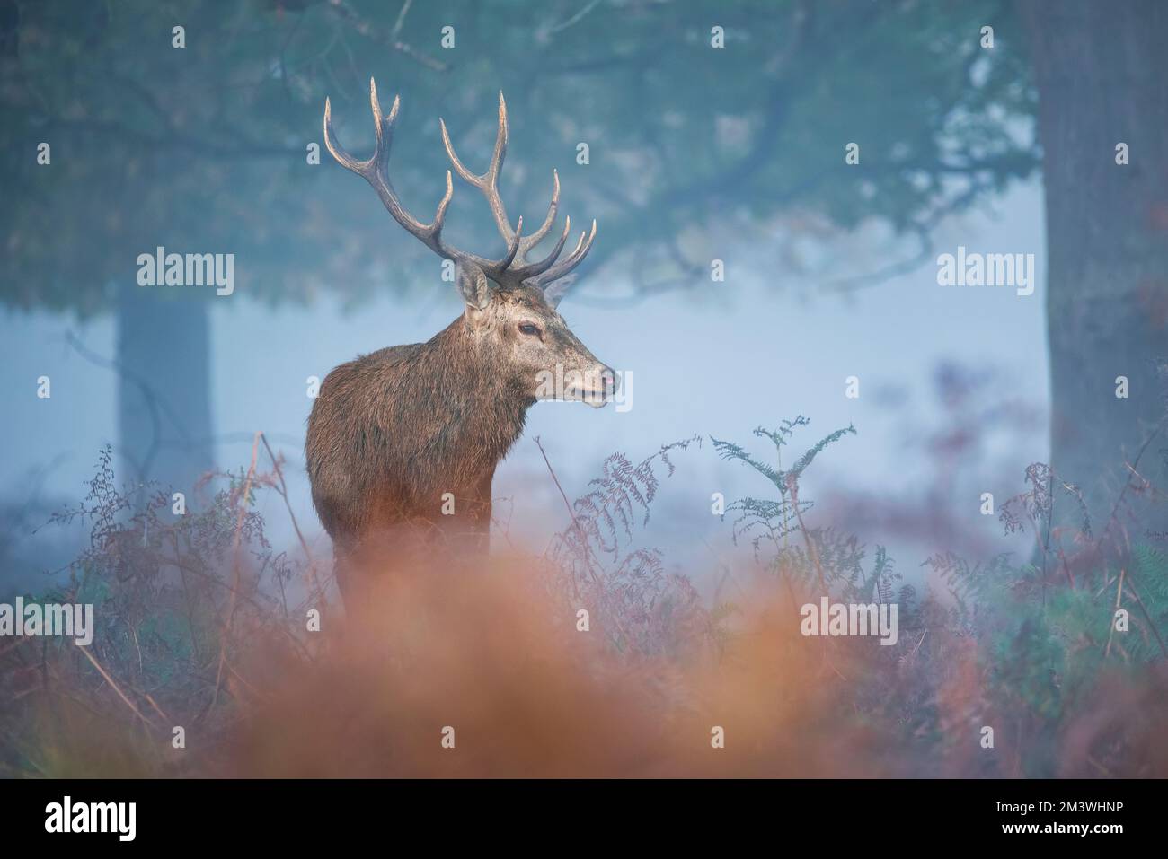 Beautiful red deer stag Cervus Elaphus wild animal in Autumn landscape ...