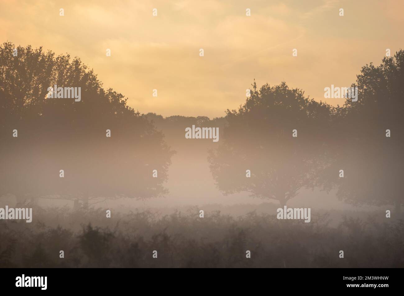 Beautiful Autumn Fall sunrise landscape scene in woodland setting with ...