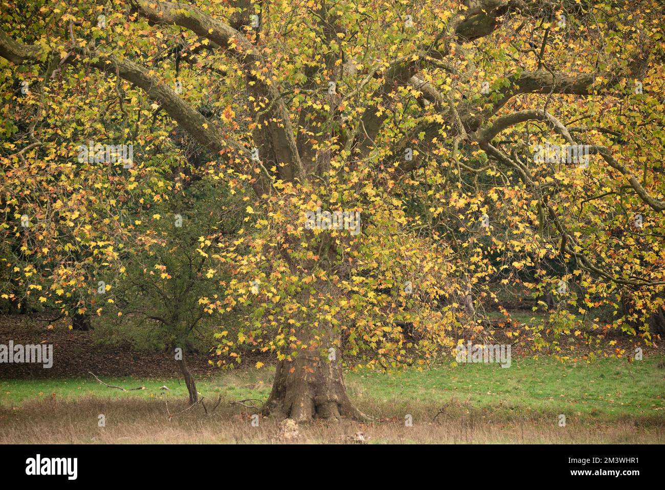 Beautiful portrait of London Plane tree Planatus Acerifolia in Autumn ...