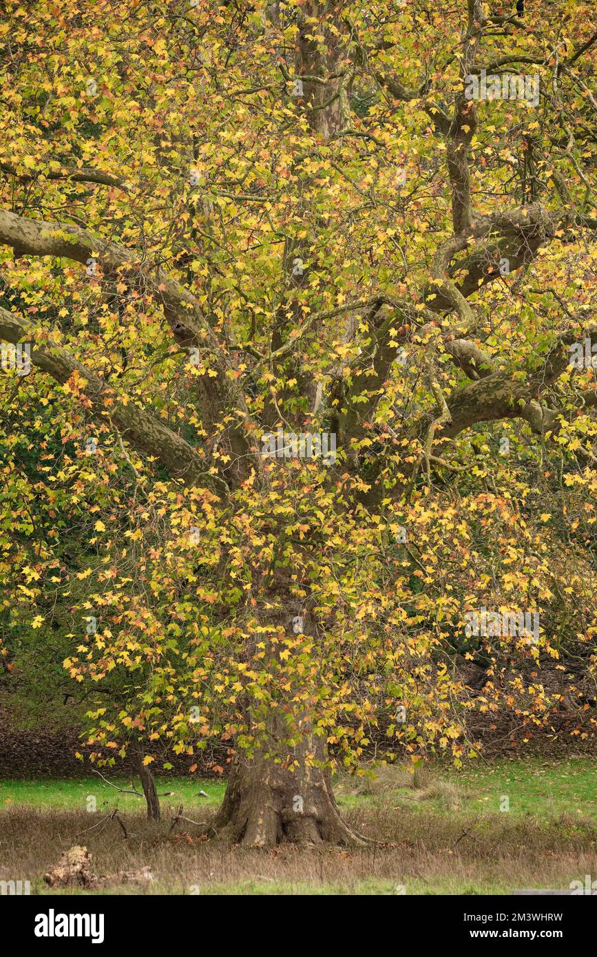 Beautiful portrait of London Plane tree Planatus Acerifolia in Autumn ...