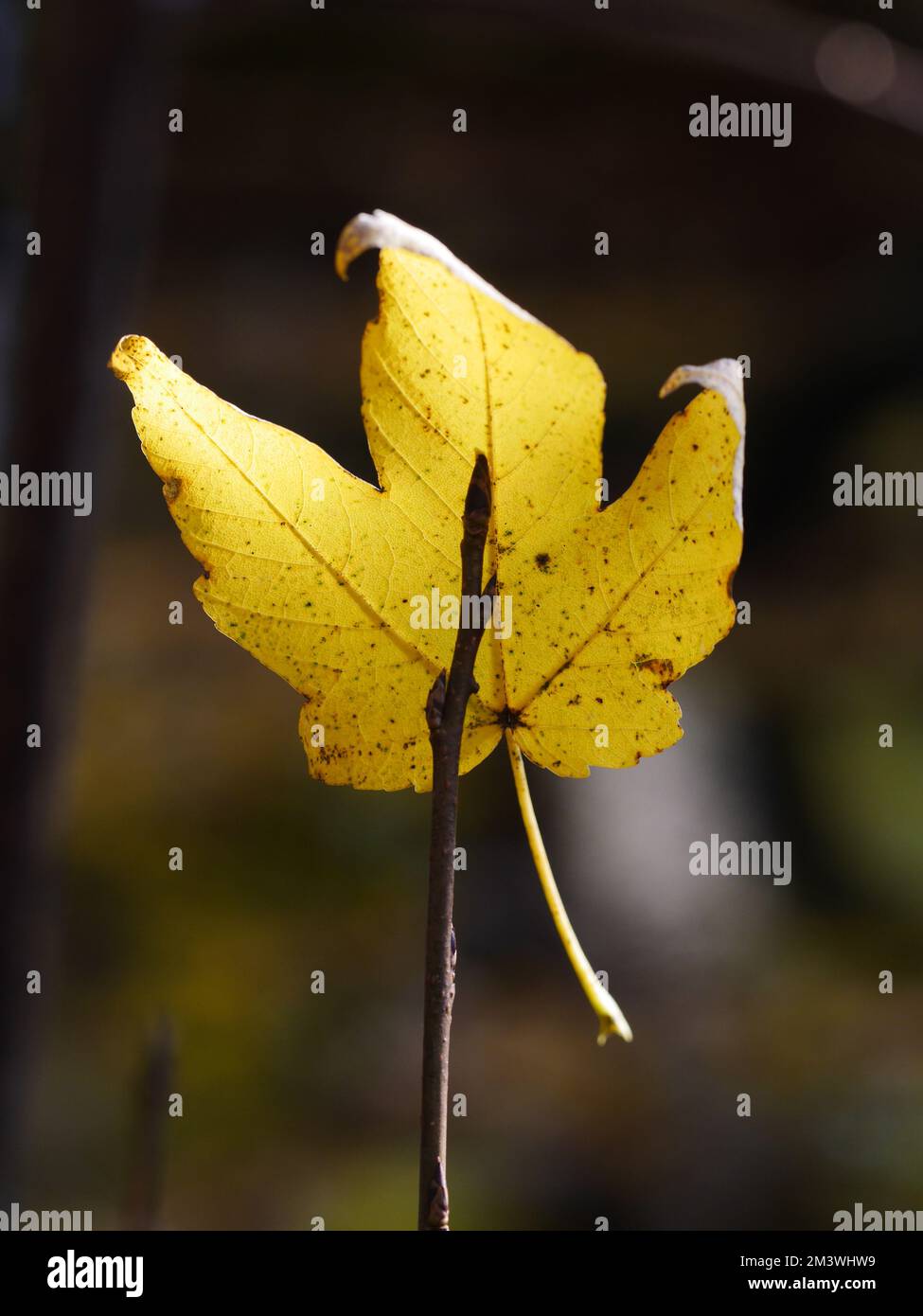 Withered leaf on a twig, symbol of autumn Stock Photo - Alamy