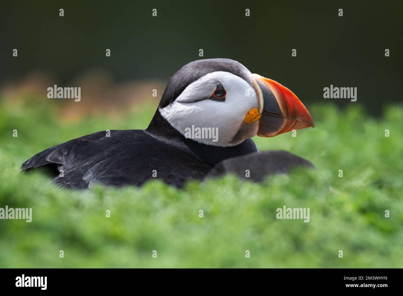 A low ground level portrait of an atlantic puffin as it lies low in the ...