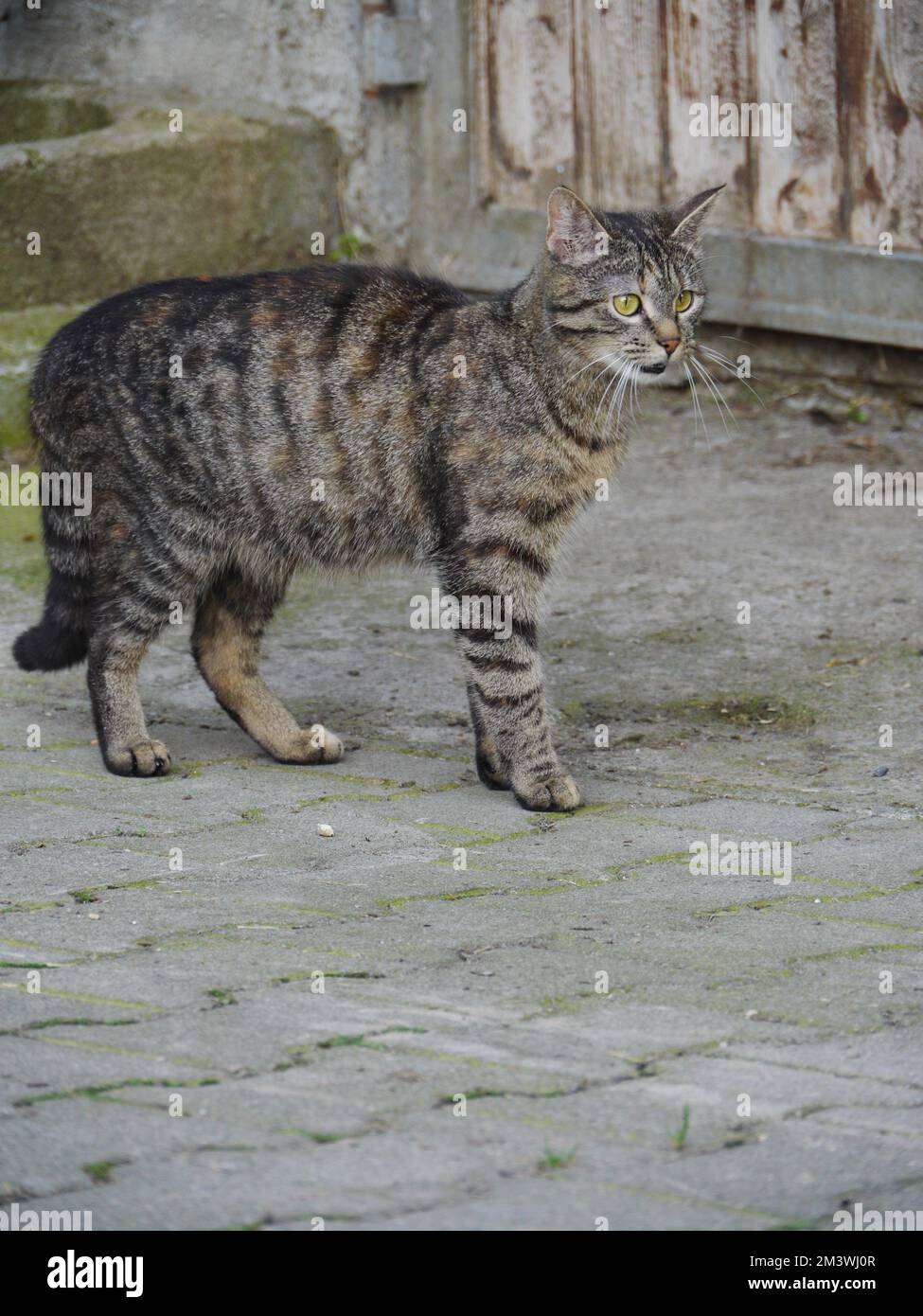 Curious cute funny cat Stock Photo - Alamy