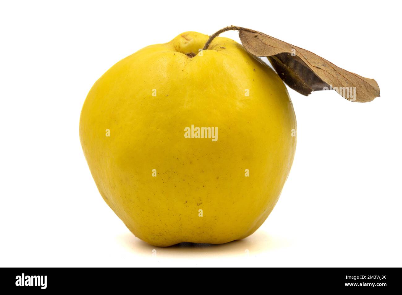 Quince isolated on a white background. Organic ripe quince. Clipping ...