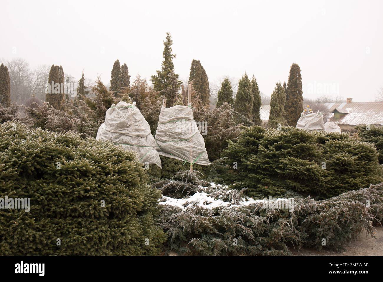 Protection of coniferous plants from snowfall in winter. Wintering of ...