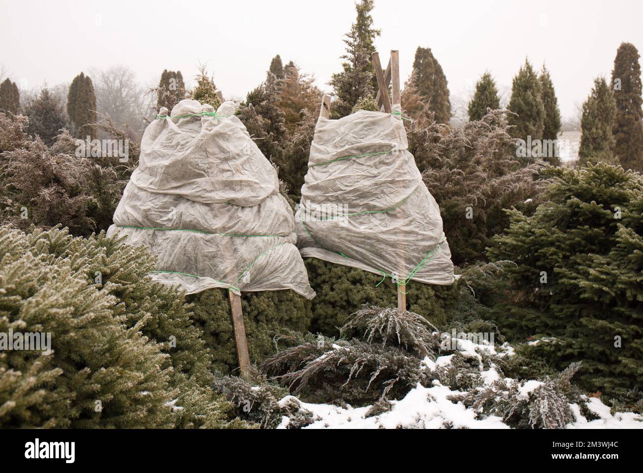 Protection of coniferous plants from snowfall in winter. Wintering of ...