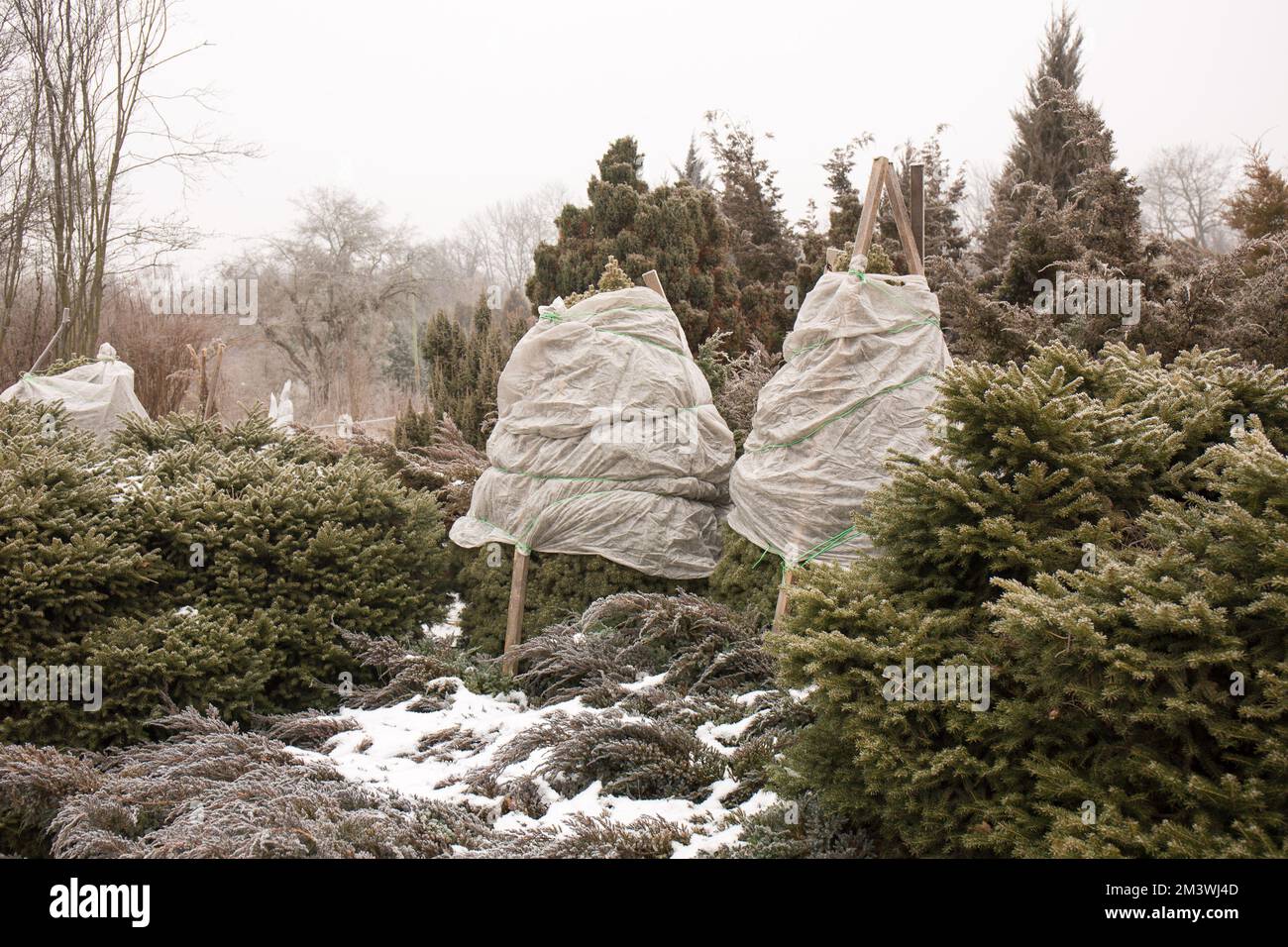 Protection of coniferous plants from snowfall in winter. Wintering of ...