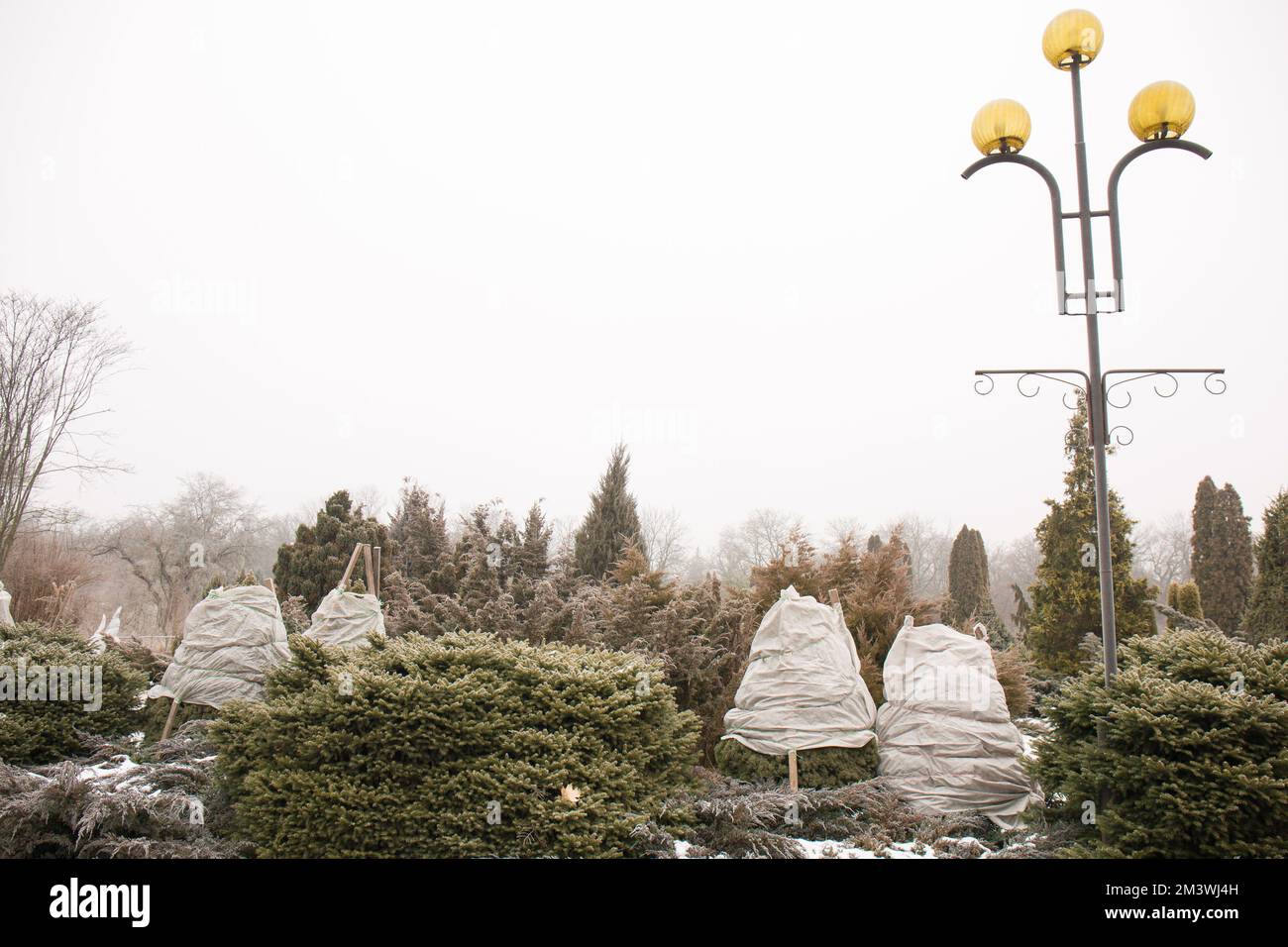 Protection of coniferous plants from snowfall in winter. Wintering of ...