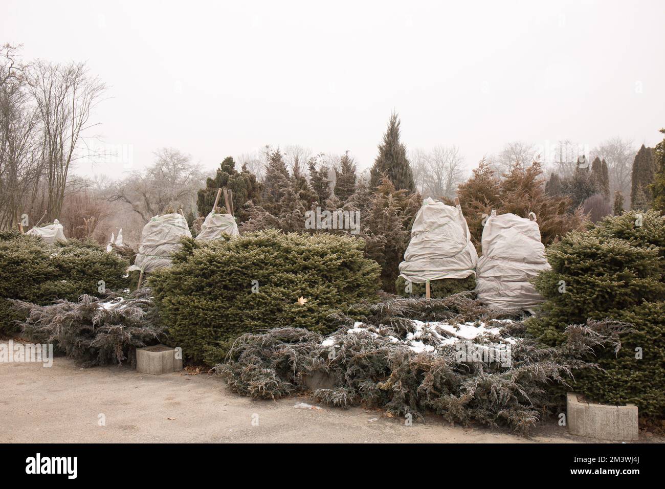 Protection of coniferous plants from snowfall in winter. Wintering of ...