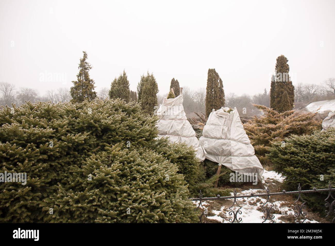 Protection of coniferous plants from snowfall in winter. Wintering of ...