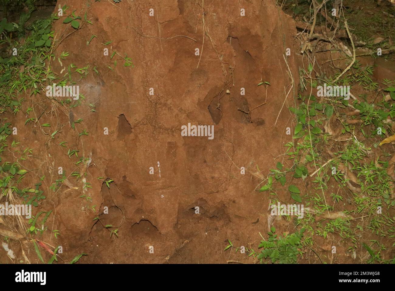 inside of termite mound Stock Photo - Alamy