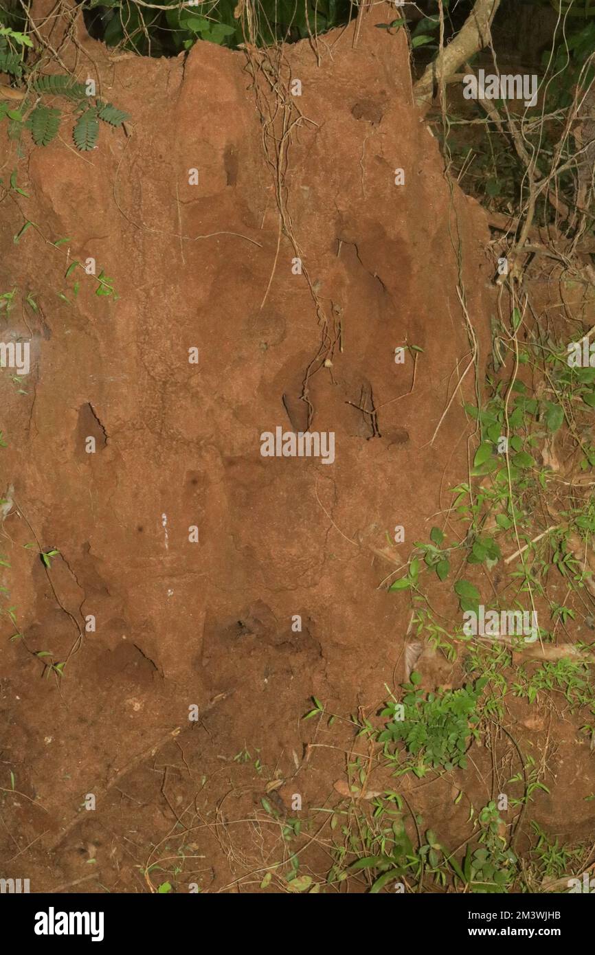 inside of termite mound Stock Photo - Alamy