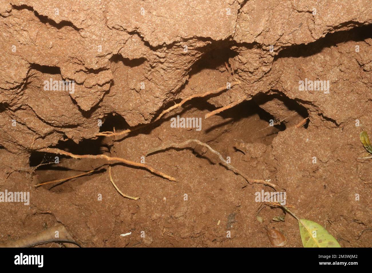 inside of termite mound Stock Photo - Alamy