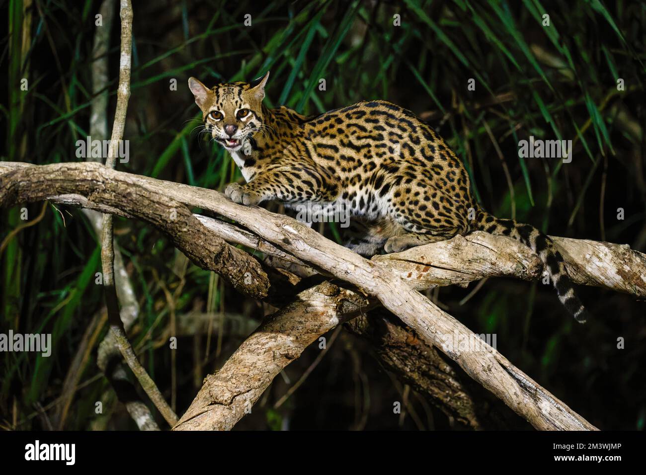 Mammal ocelot hi-res stock photography and images - Alamy